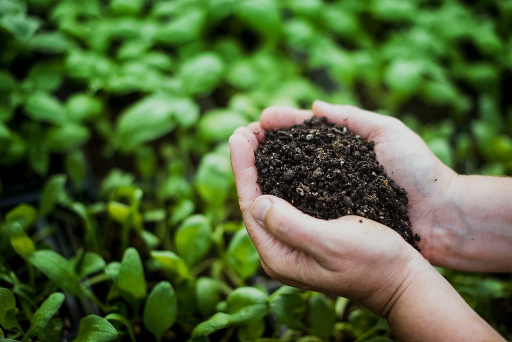 Phosphorus in Plant and Soil Nutrition: Empowering available Phosphorus ...